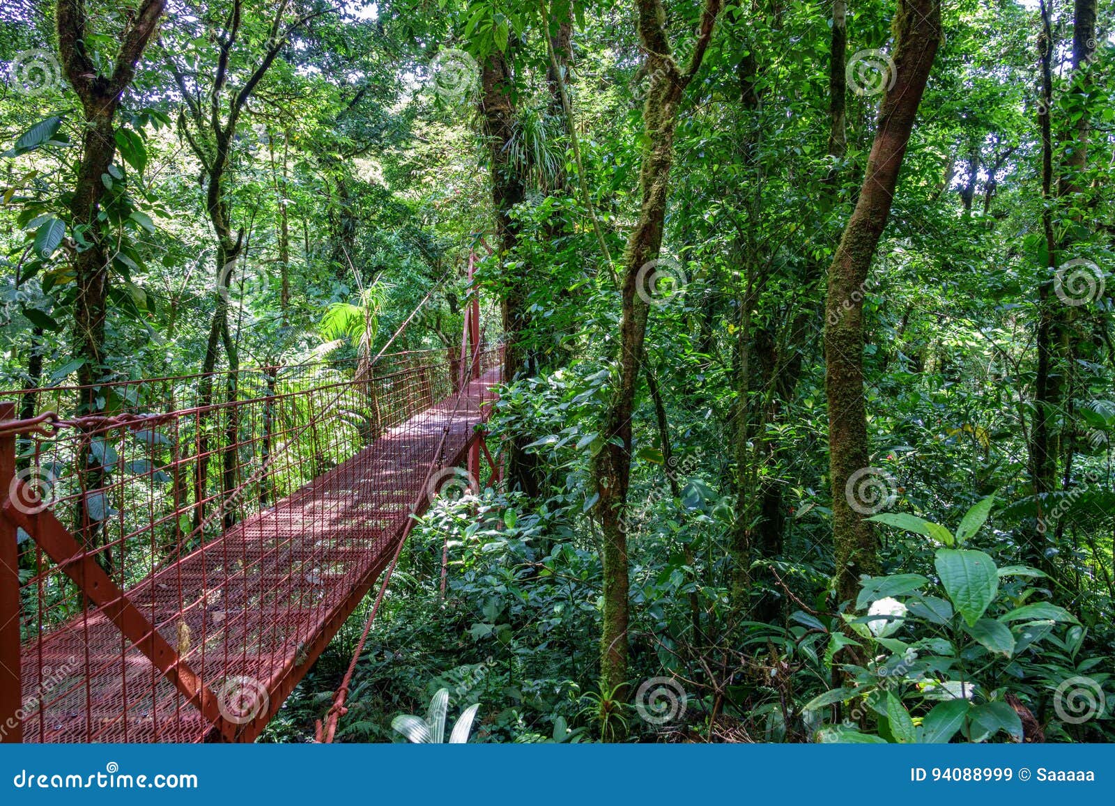 Bridge in Rainforest of Monteverde Stock Image - Image of rain, cloud ...