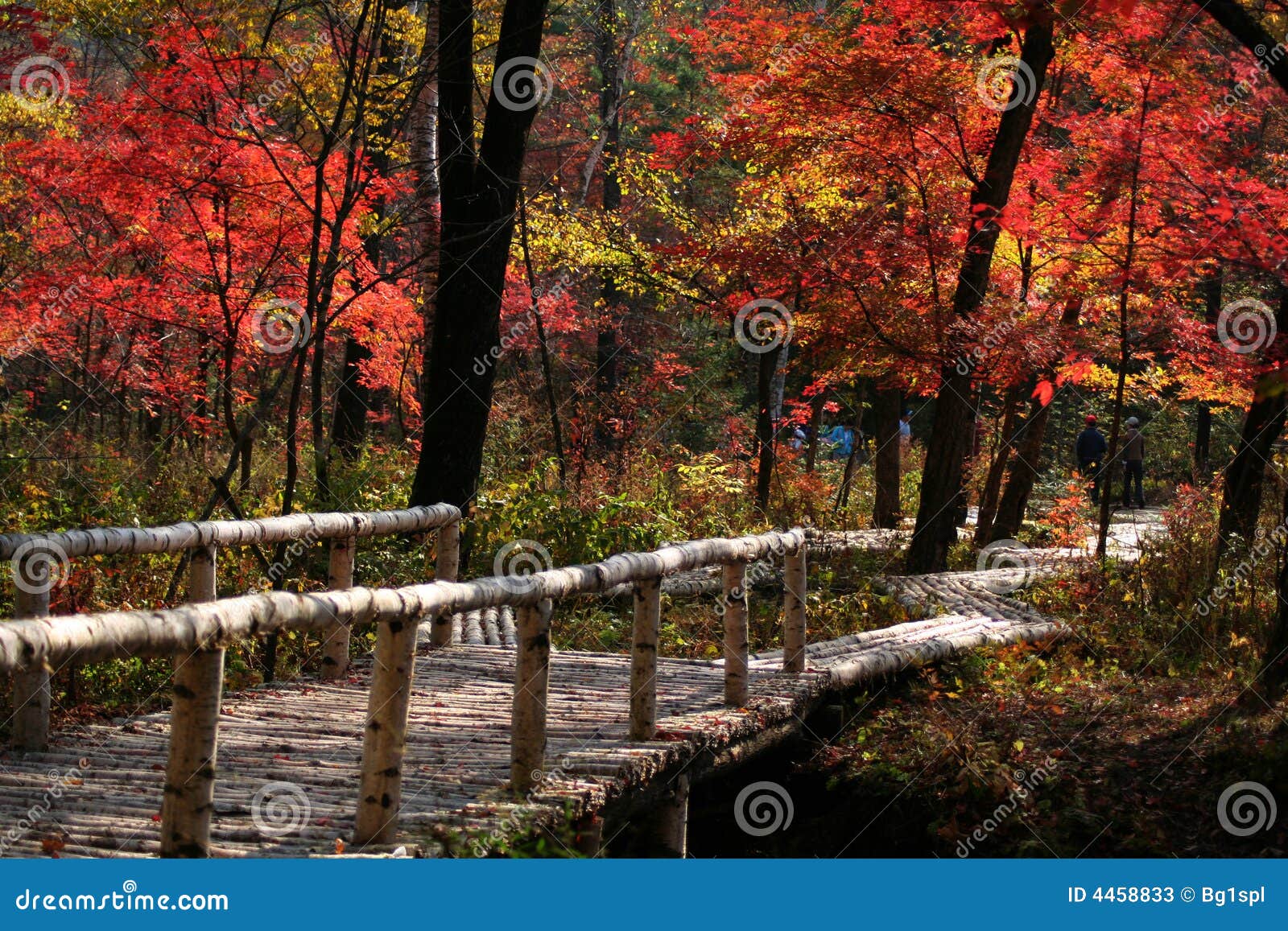 The Bridge in Red Autumnal Leaves Valley Stock Image - Image of jilin ...