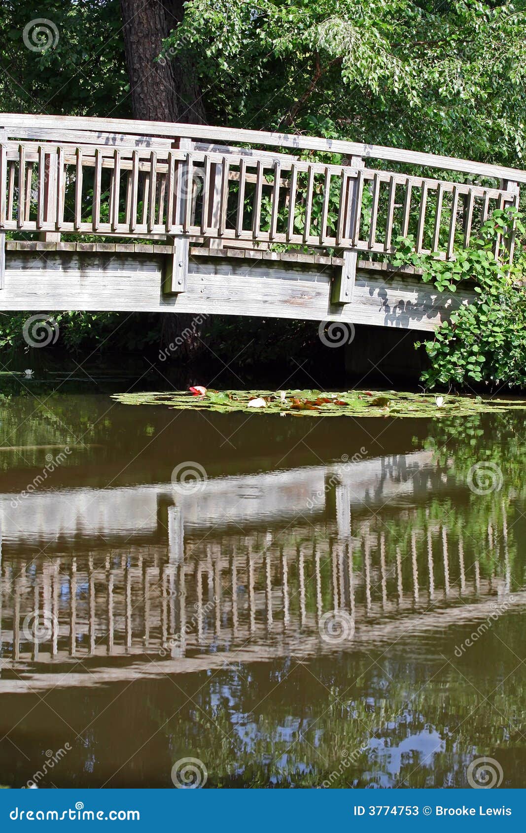 Bridge Reflection stock image. Image of lotus, garden - 3774753