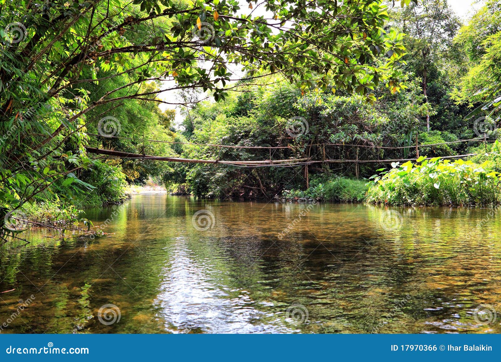 The Bridge on the River in Jungle Stock Photo - Image of stream, hang ...