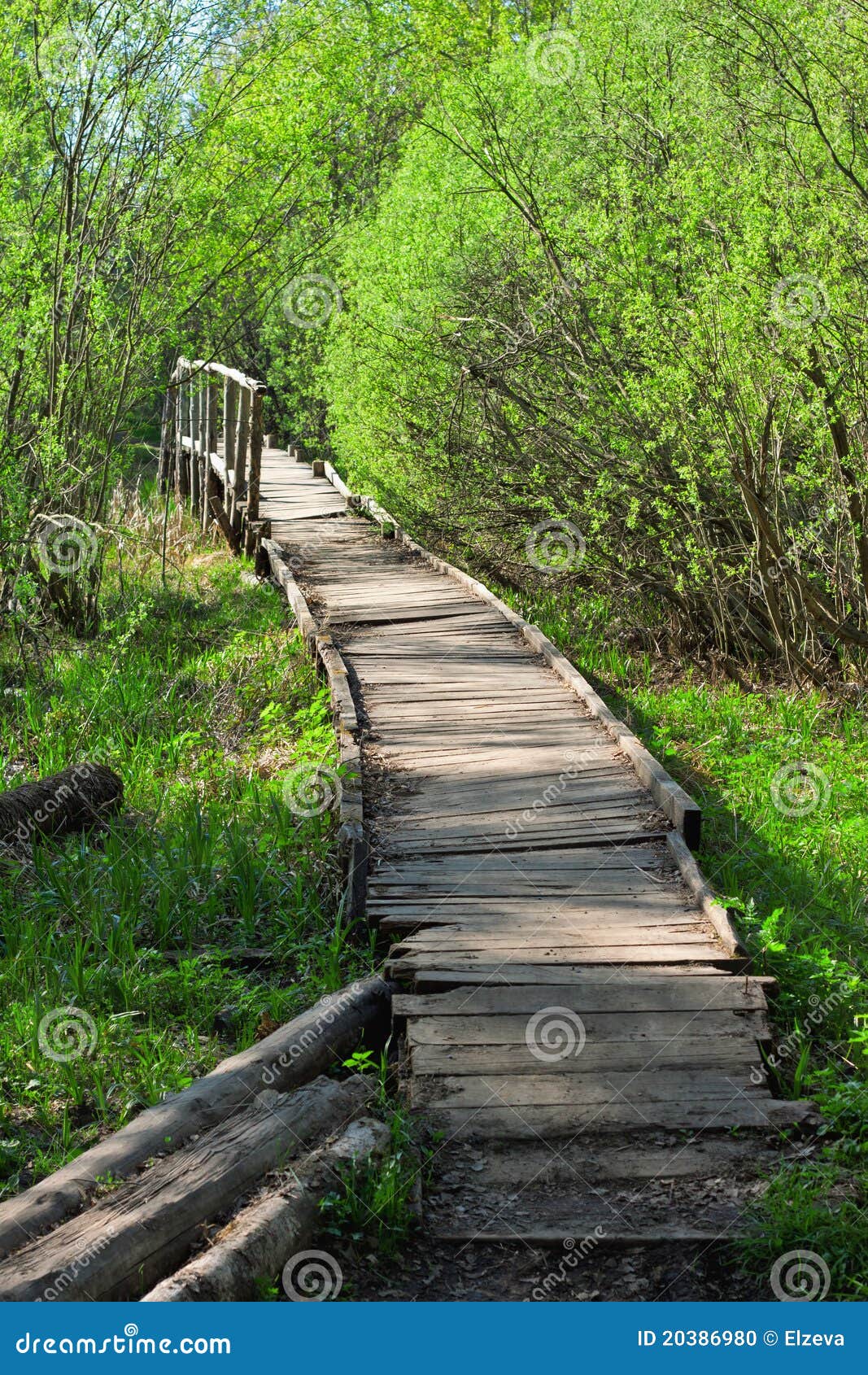 Bridge in a spring forest stock photo. Image of brown - 20386980