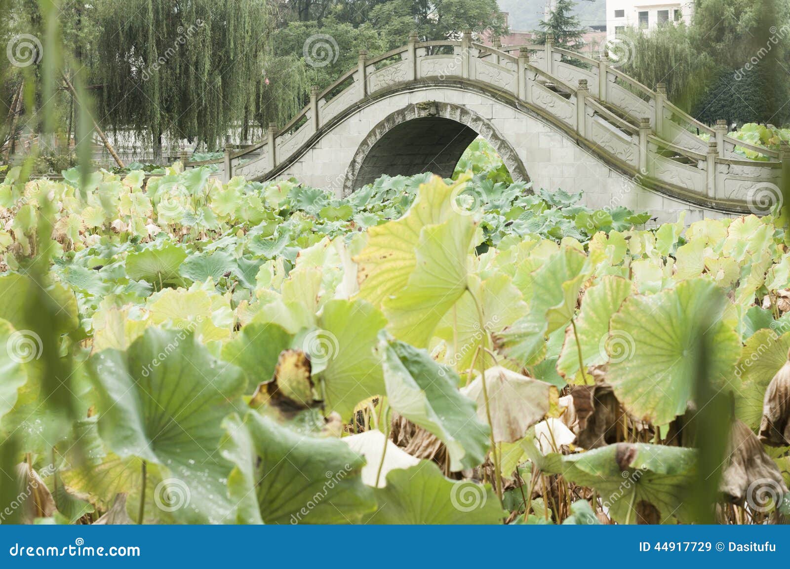 Bridge through lotus pond stock image. Image of arch - 44917729