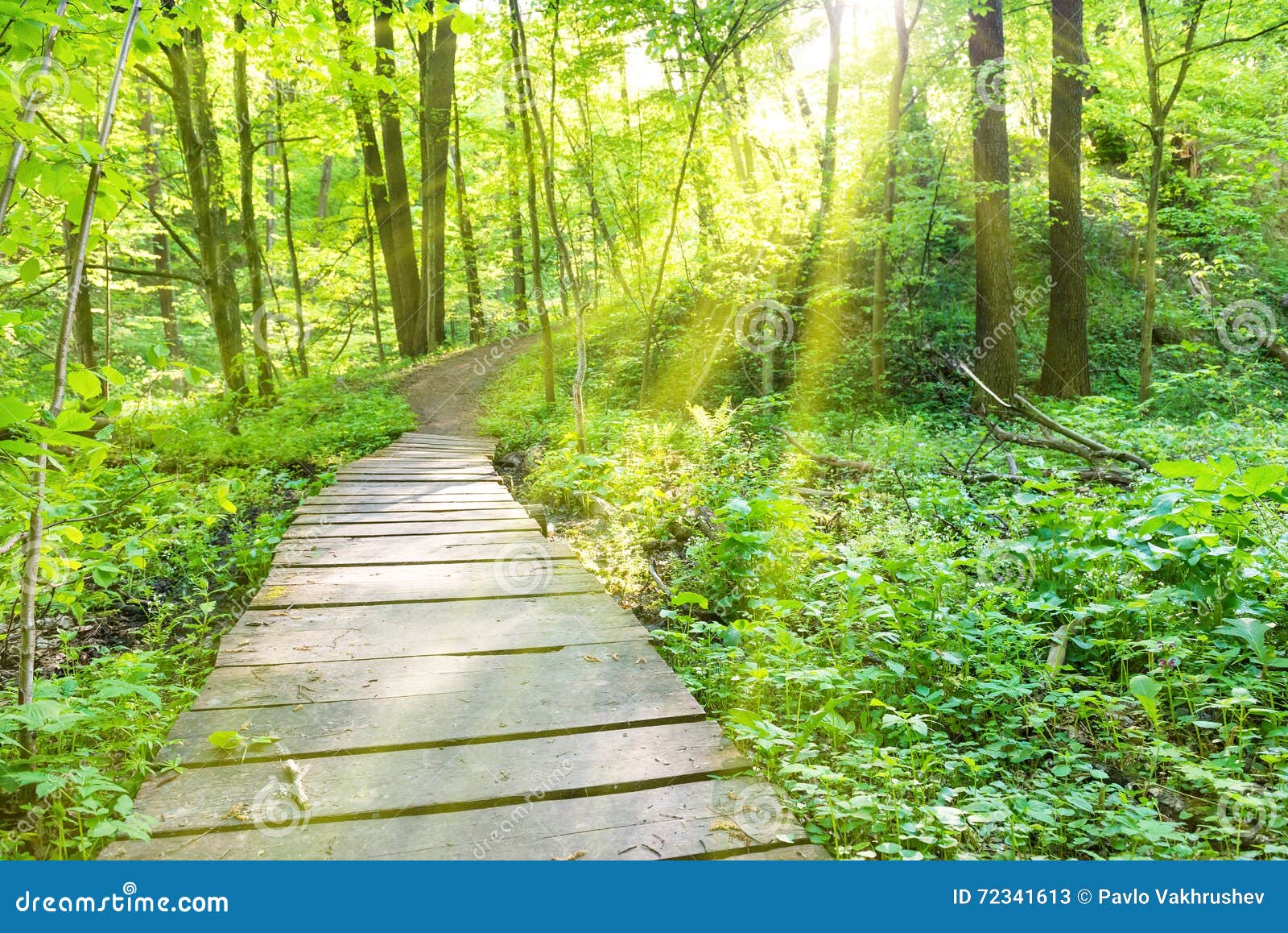 Bridge in the Sunny Green Forest Stock Image - Image of outdoors ...