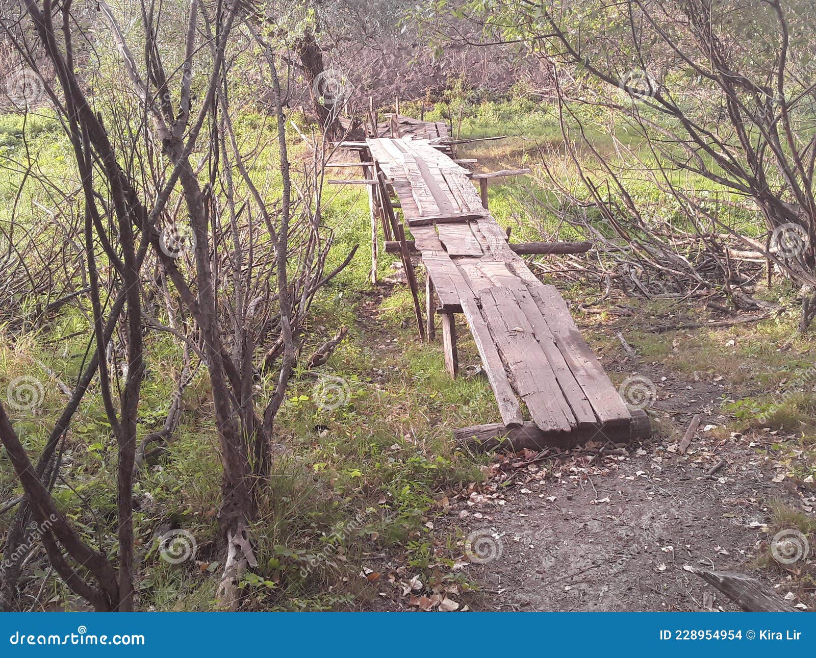 Bridge at swamp stock photo. Image of tree, bridge, swamp - 228954954