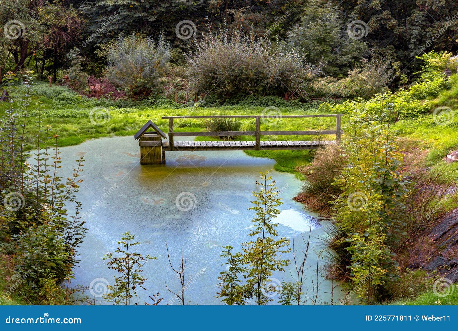 Bridge on the swamp stock image. Image of duckweed, outdoors - 225771811