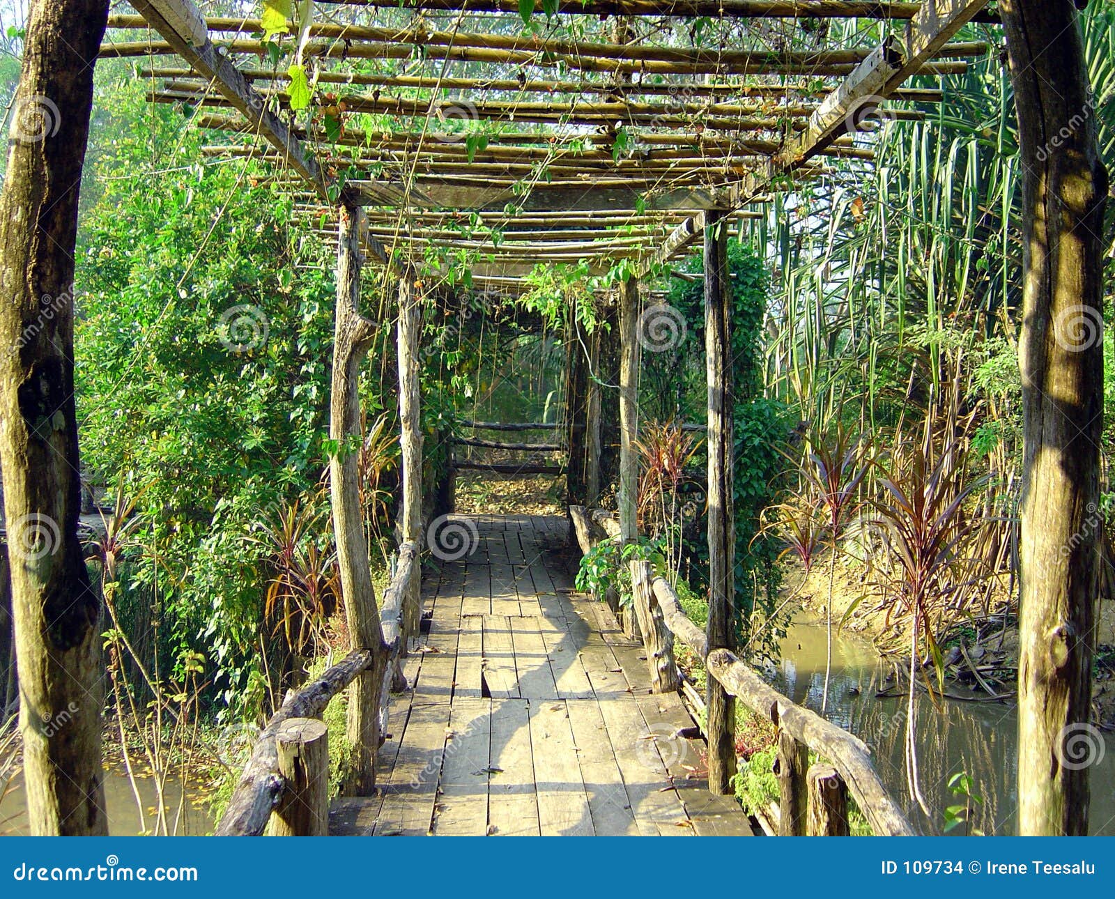 Thai Jungle Rice Paddy Royalty-Free Stock Photography | CartoonDealer ...