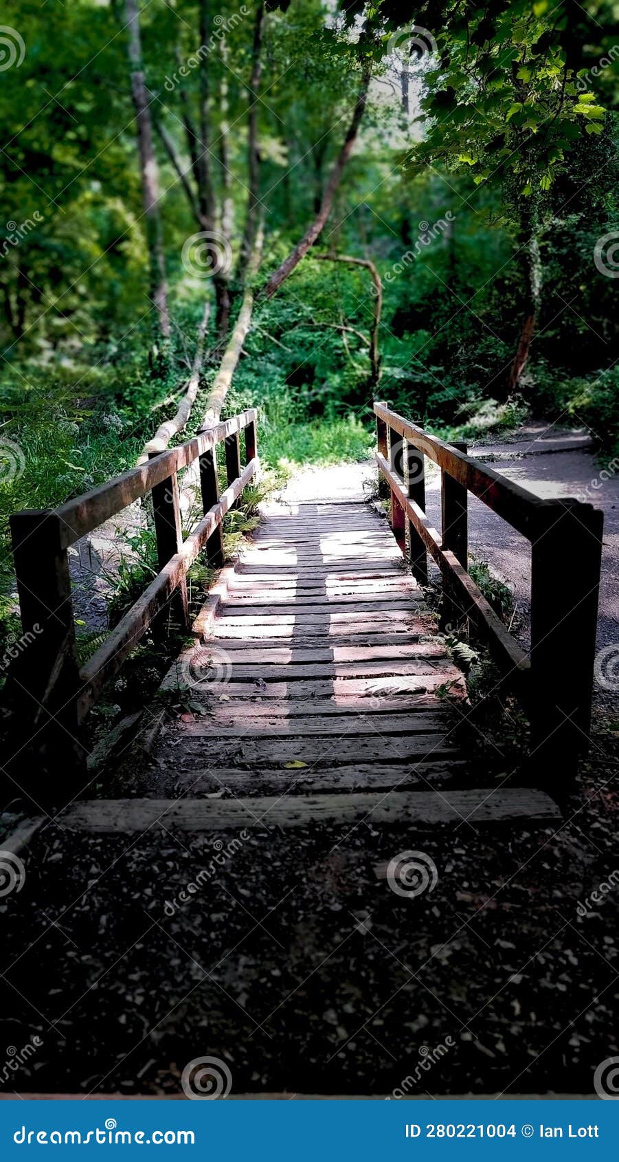Bridge Though the Woods , Ham Woods Plymouth Devon Uk Stock Photo ...
