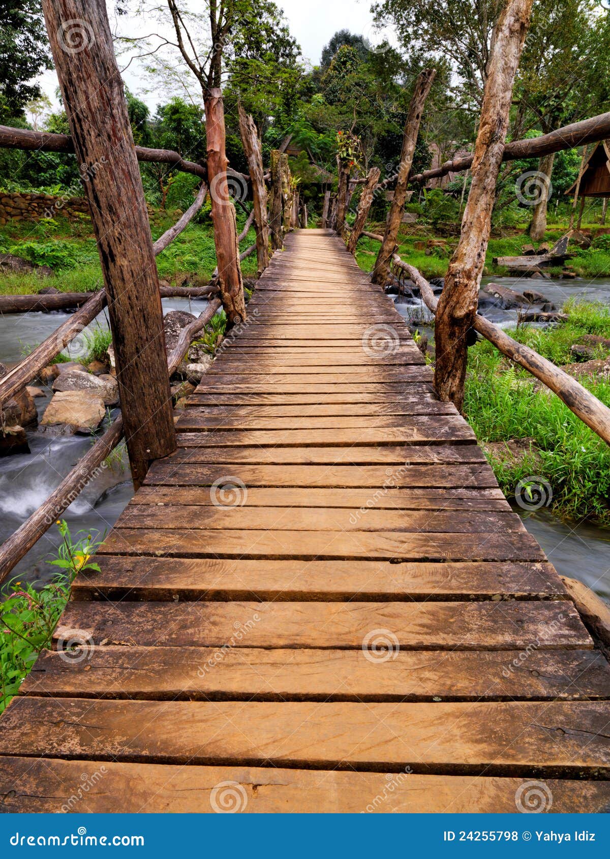 Bridge to the jungle stock photo. Image of foliage, river - 24255798