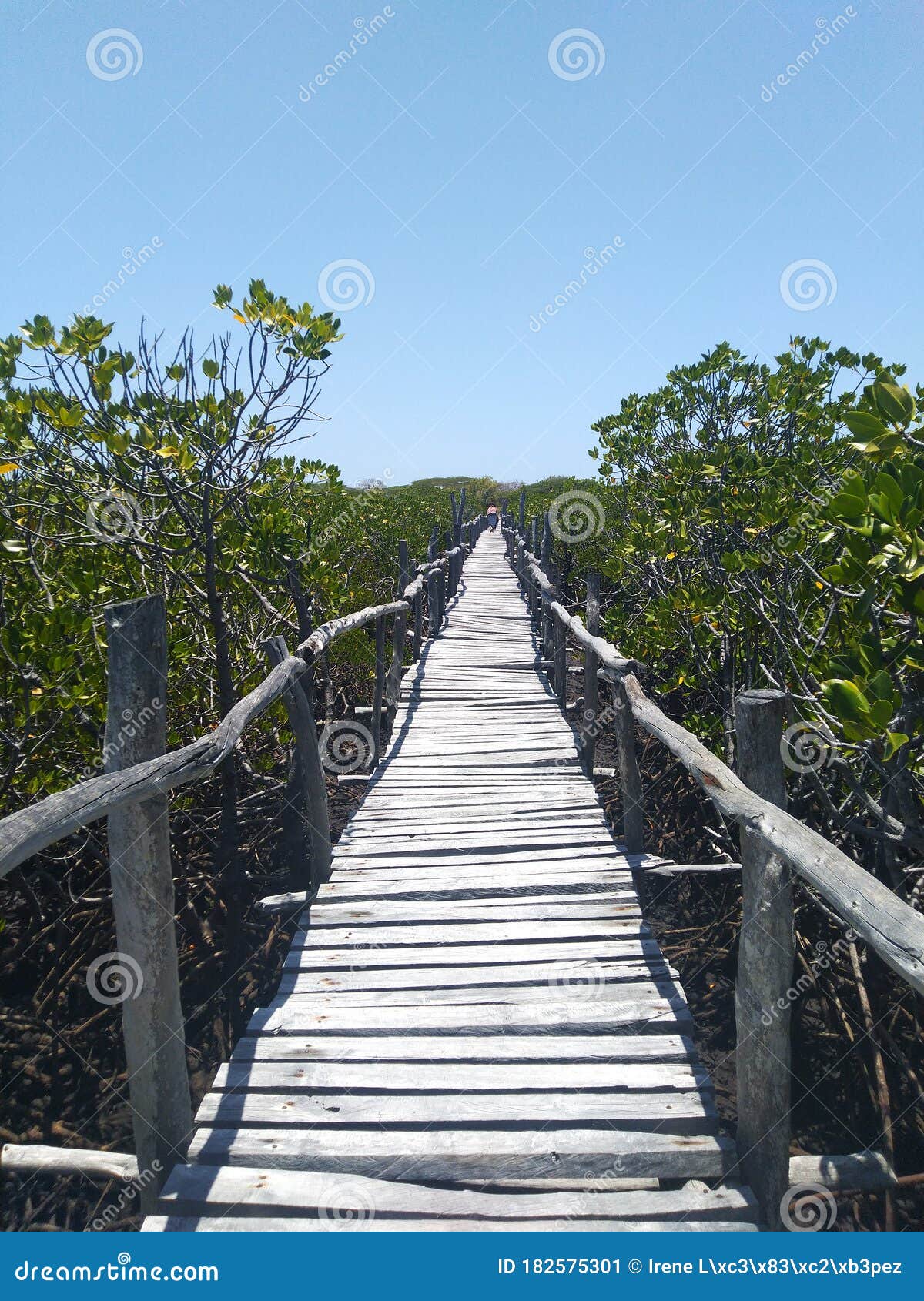Bridge to the nature stock image. Image of nature, plants - 182575301