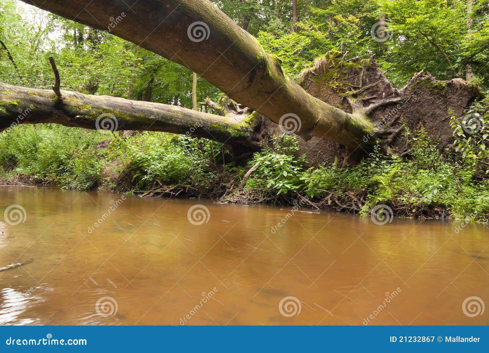 Bridge of tree trunks stock image. Image of crocodile - 21232867
