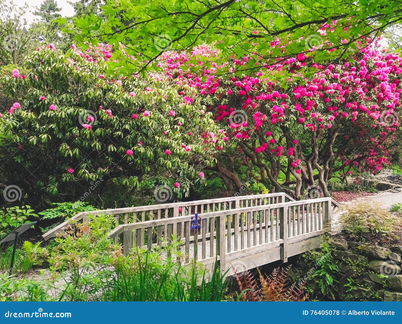 A Bridge Trees Plants and Flowers in a Garden Stock Photo - Image of ...