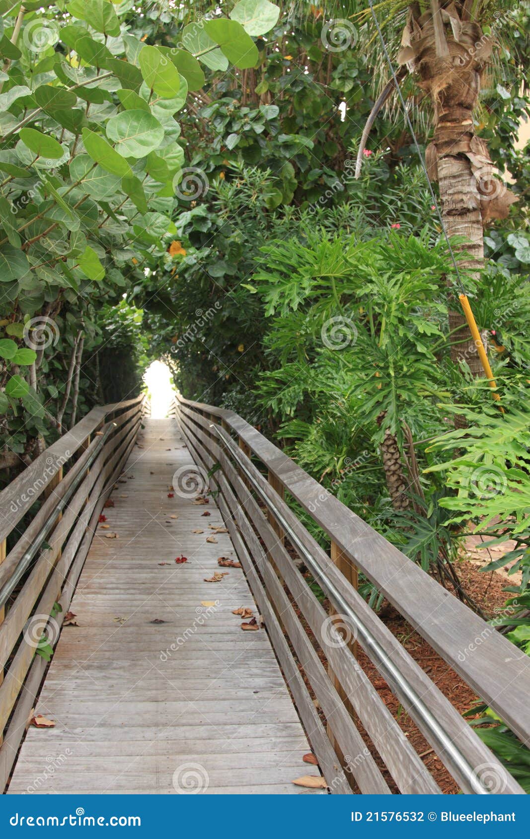 Bridge in tropical forest stock photo. Image of adventure - 21576532
