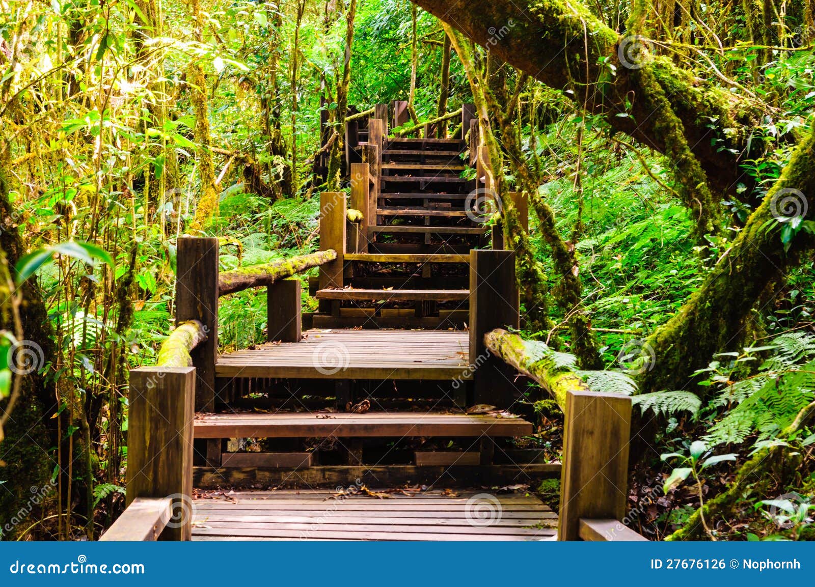 Bridge in a Tropical Rain Forest Stock Photo - Image of environment ...