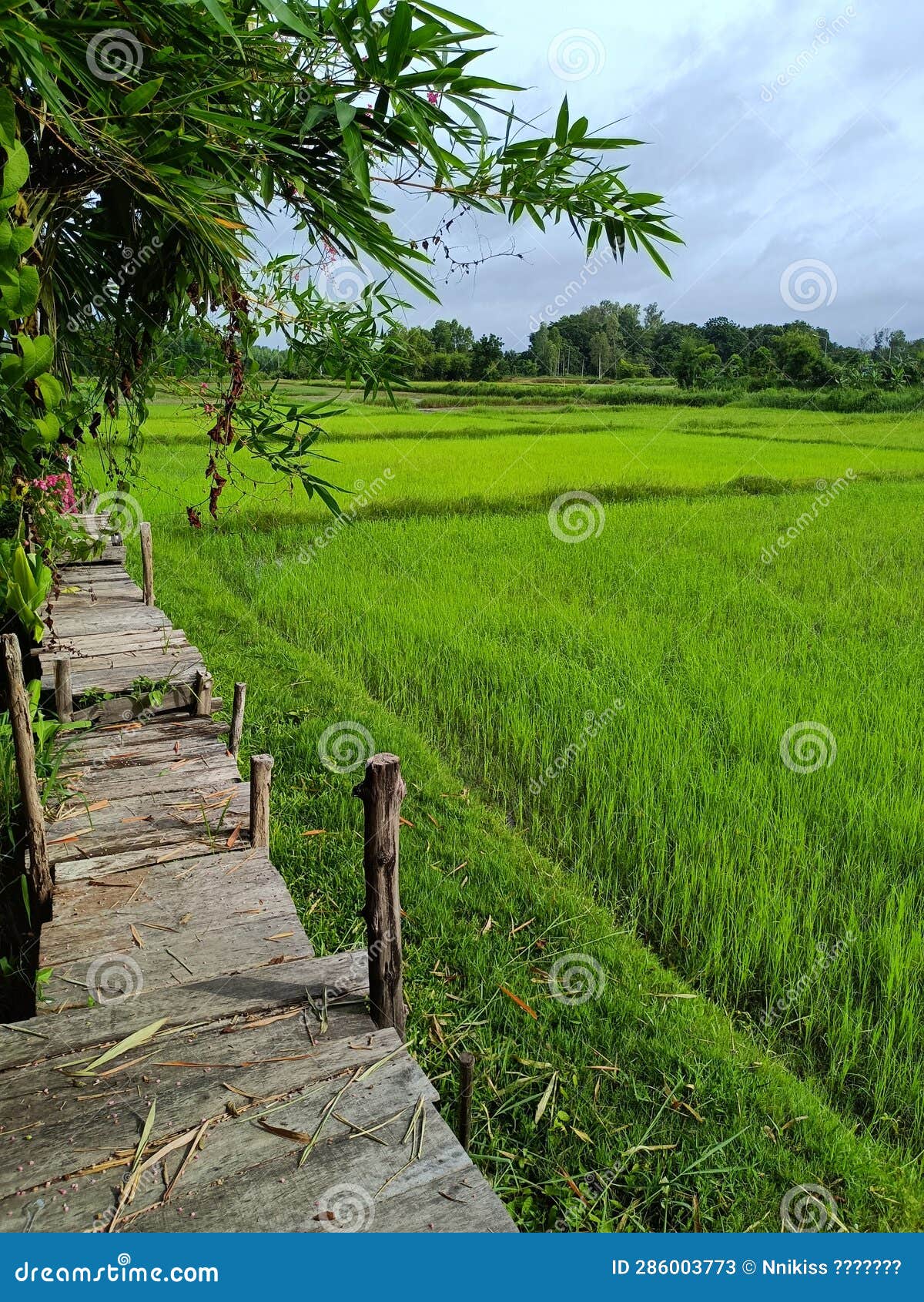 The Bridge Walkway is Made of Wood and the View of the Rice Fields is ...