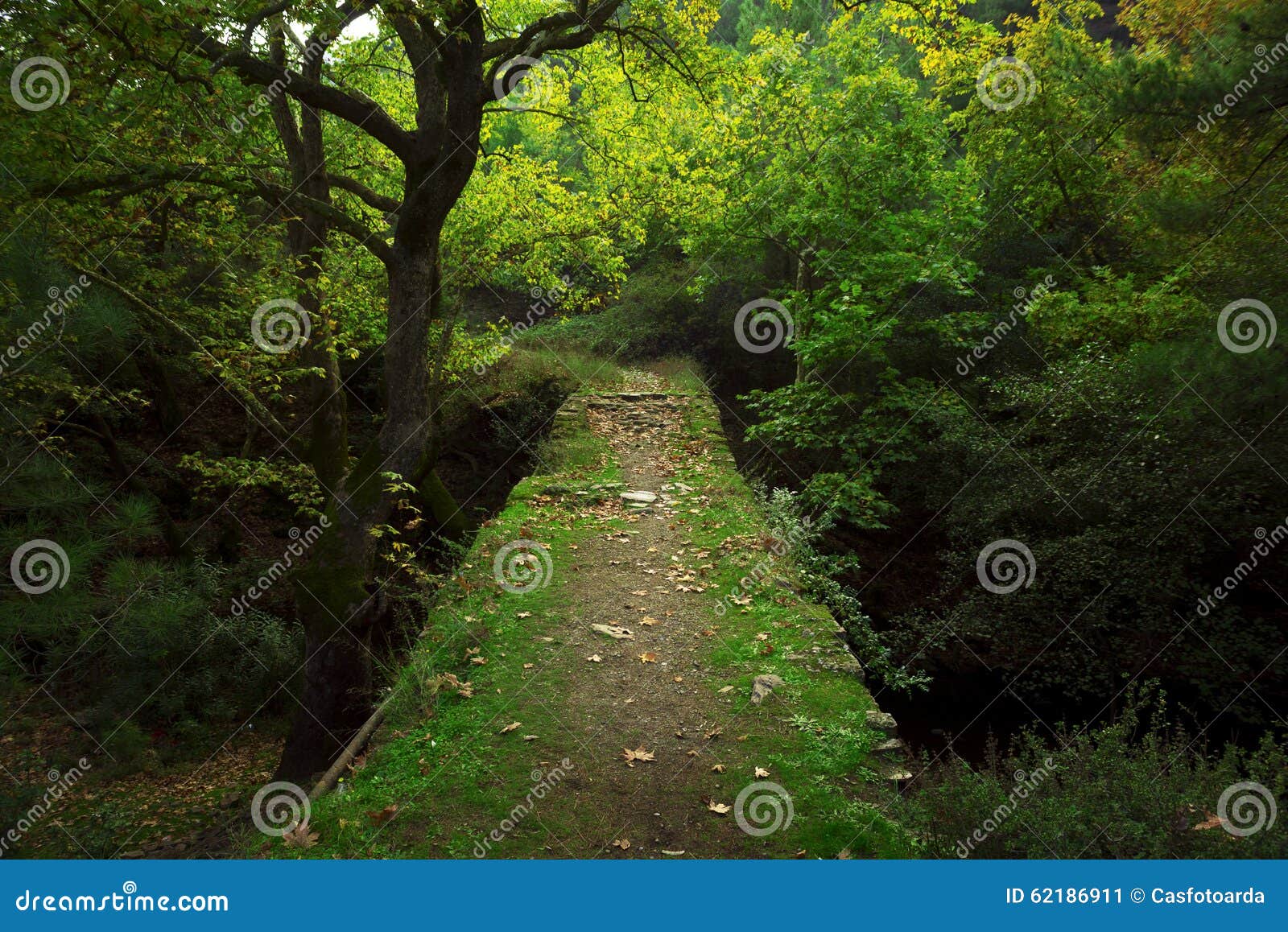 Bridge way in the woods. stock image. Image of park, beautiful - 62186911