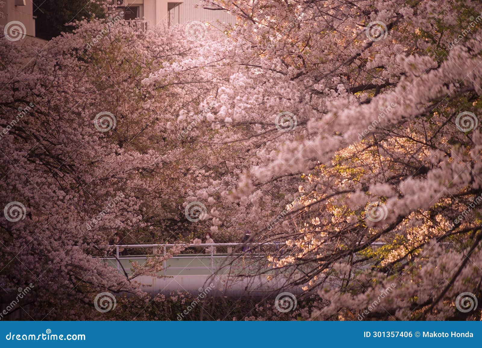 Bridge Wrapped in Cherry Blossoms (Kanda River Stock Photo - Image of ...