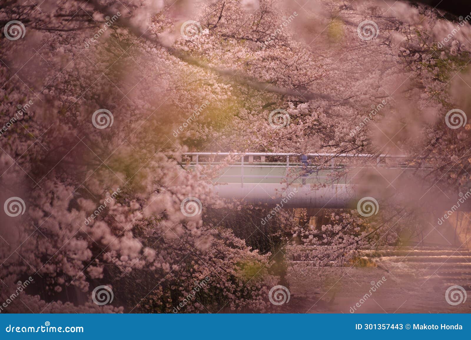 Bridge Wrapped in Cherry Blossoms (Kanda River Stock Image - Image of ...