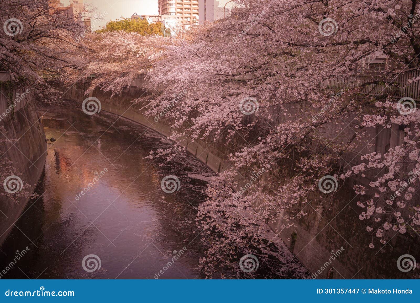 Bridge Wrapped in Cherry Blossoms (Kanda River Stock Image - Image of ...