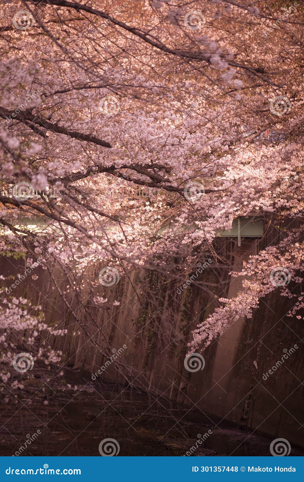Bridge Wrapped in Cherry Blossoms (Kanda River Stock Photo - Image of ...