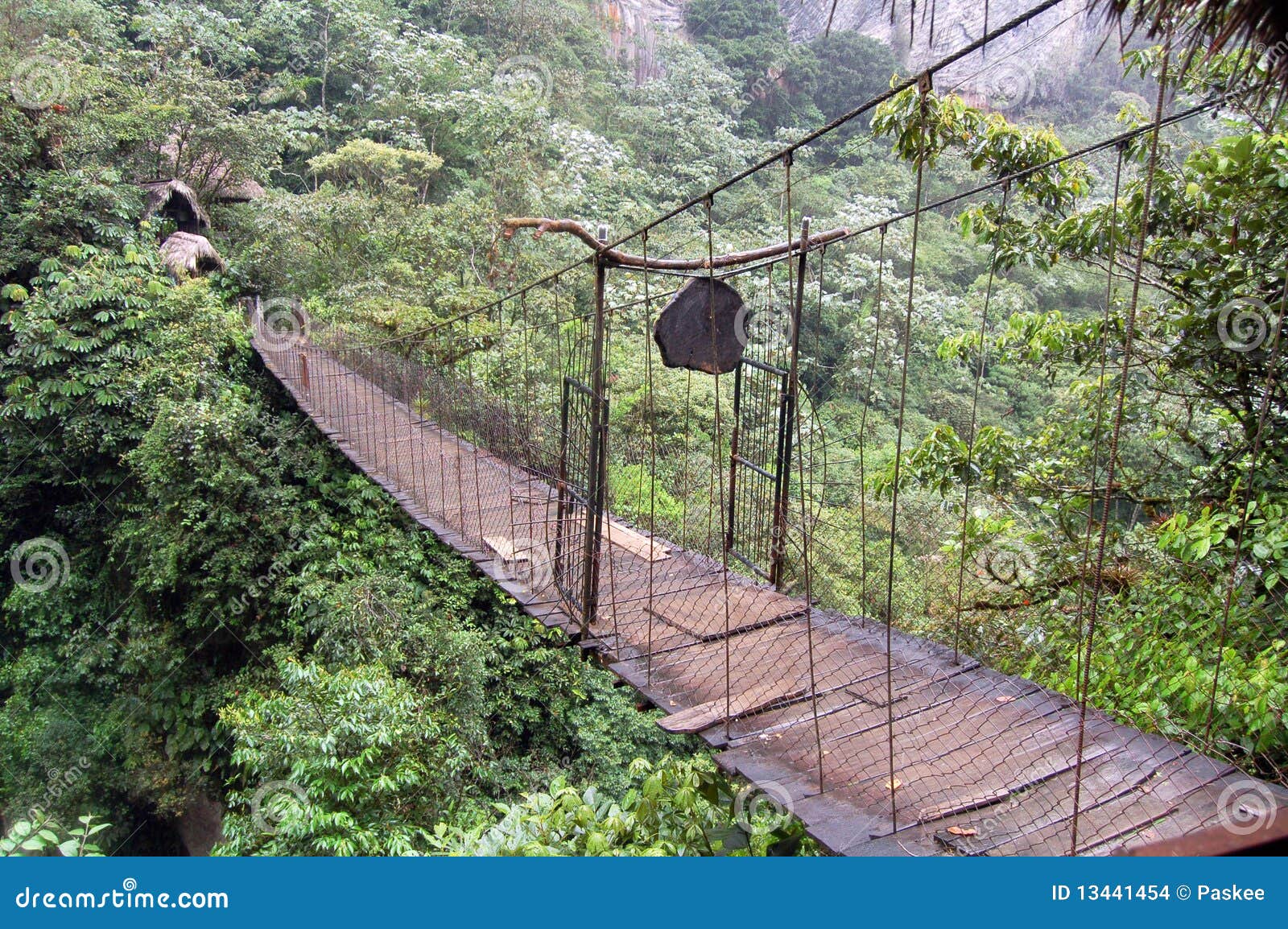 Bridging stock photo. Image of amazon, trees, bridge - 13441454