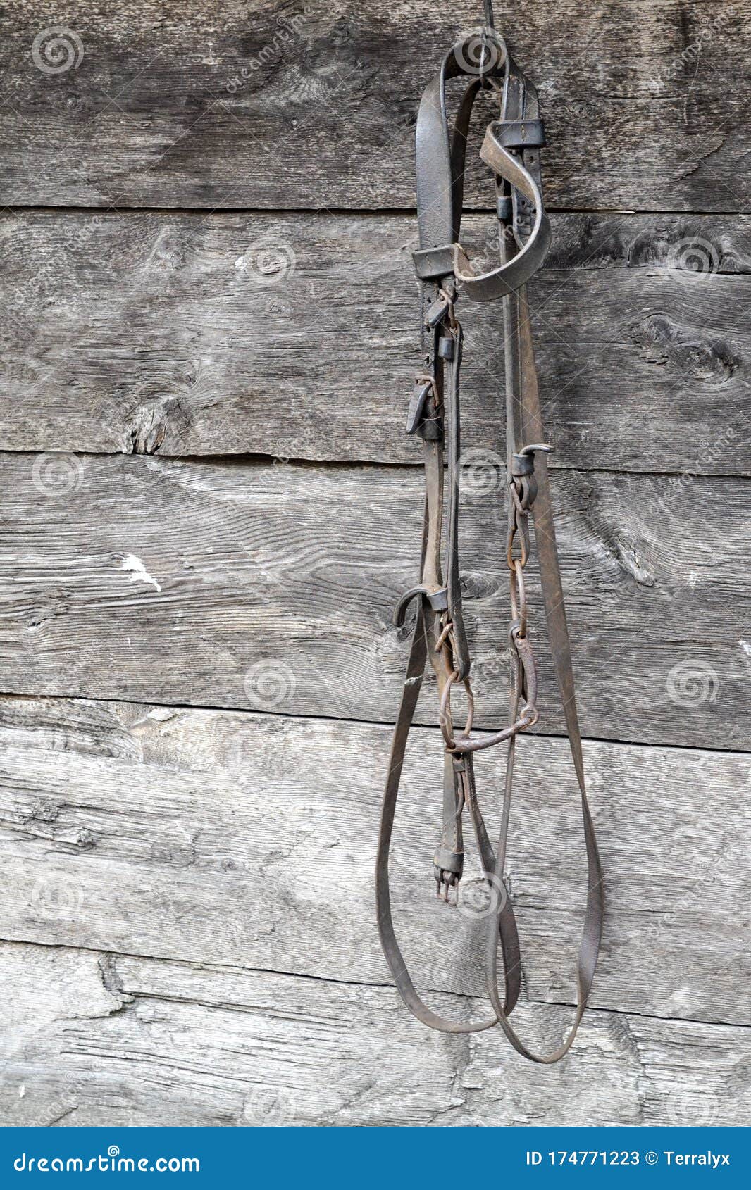 A bridle stock image. Image of hanging, equine, horse - 174771223