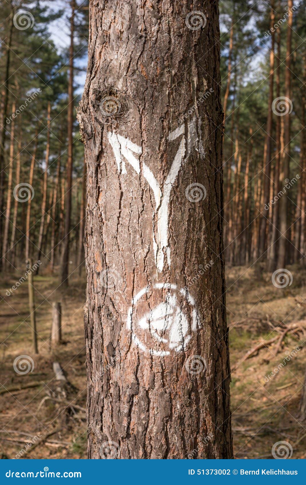 Bridle path in the forest stock photo. Image of riding - 51373002