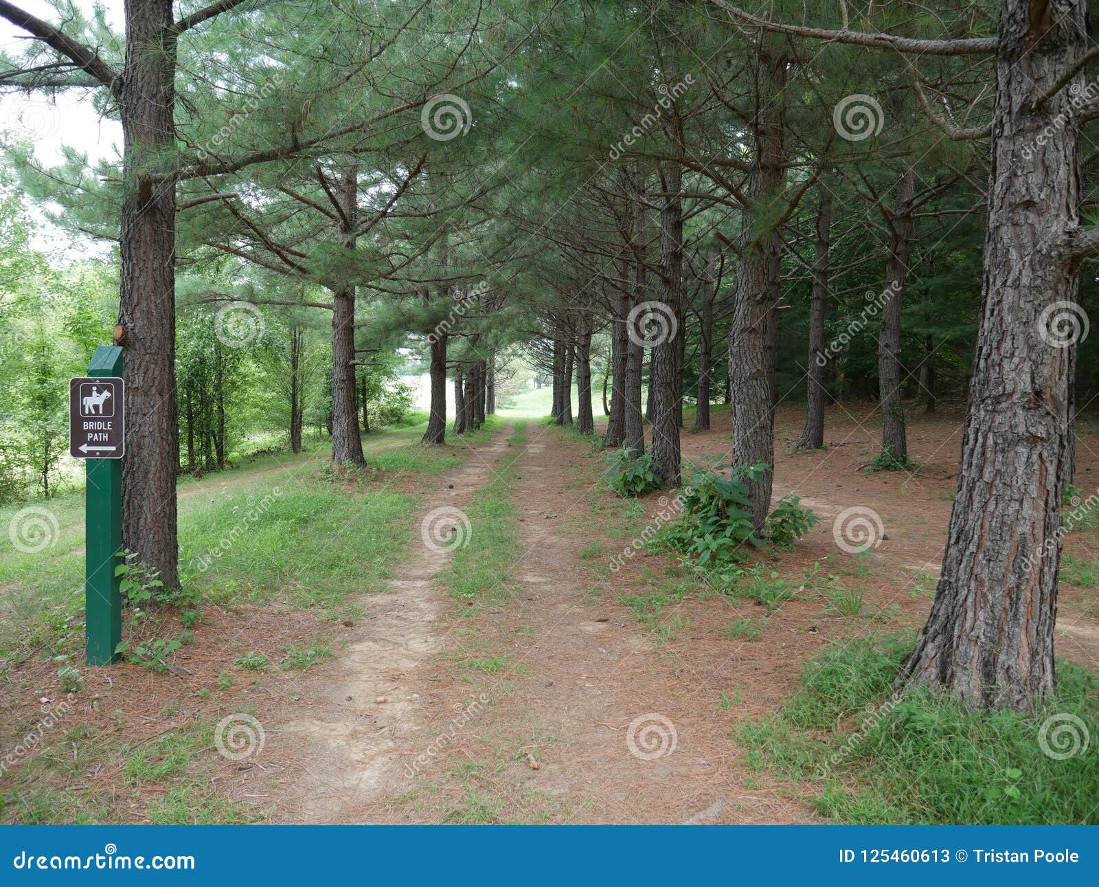 Bridle Path stock image. Image of path, pine, hiking - 125460613