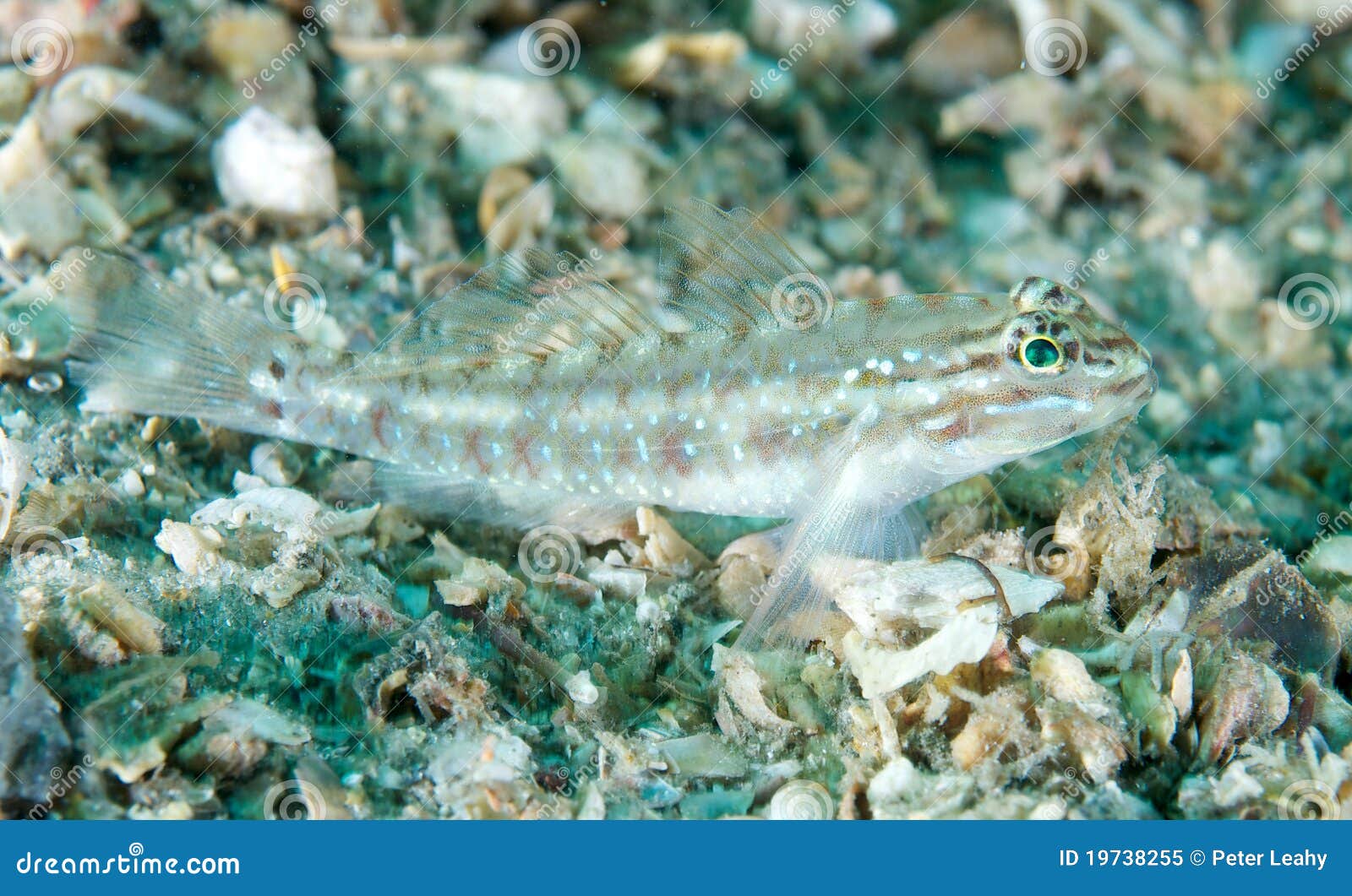 Bridled Goby stock image. Image of ocean, caribbean, swim - 19738255