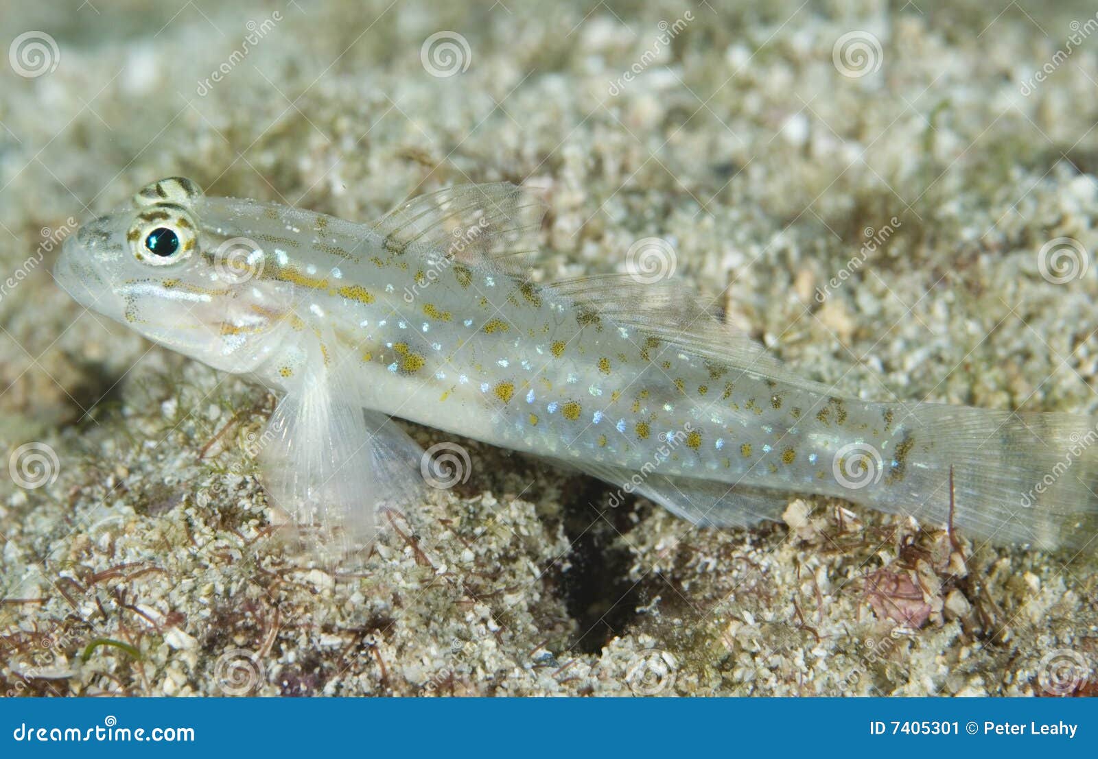 Bridled Goby stock image. Image of scuba, reef, underwater - 7405301
