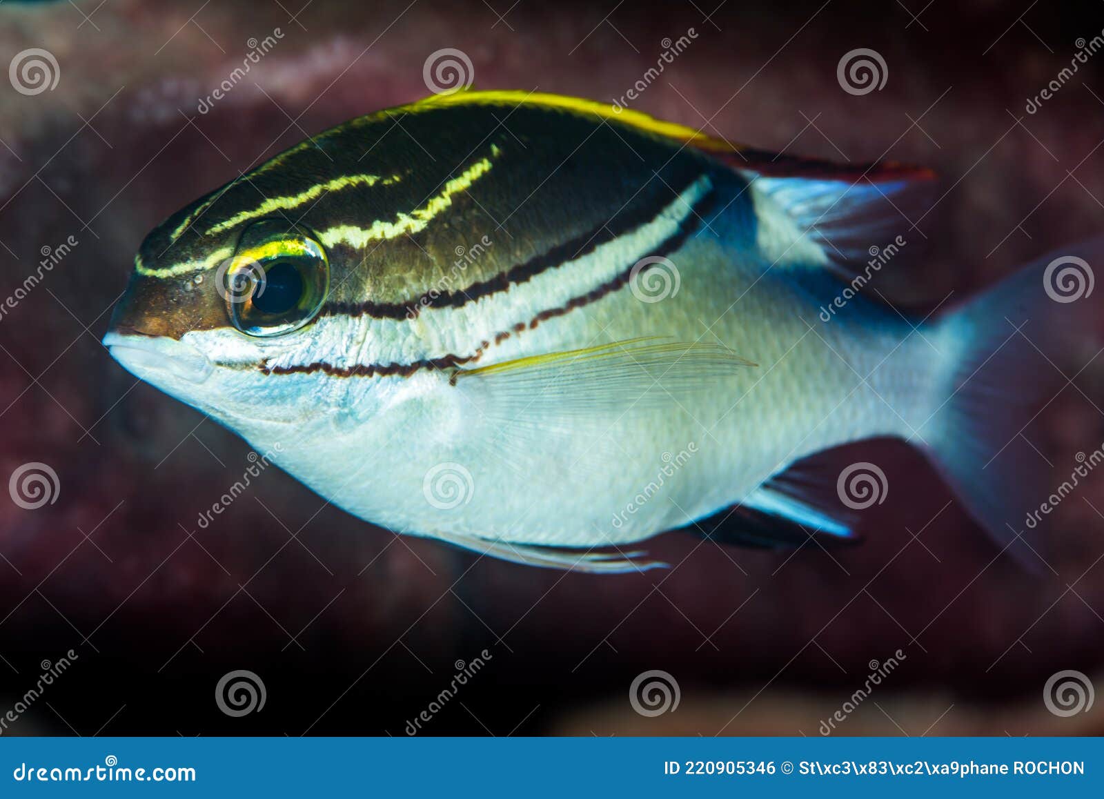 Bridled monocle bream fish stock photo. Image of dive - 220905346