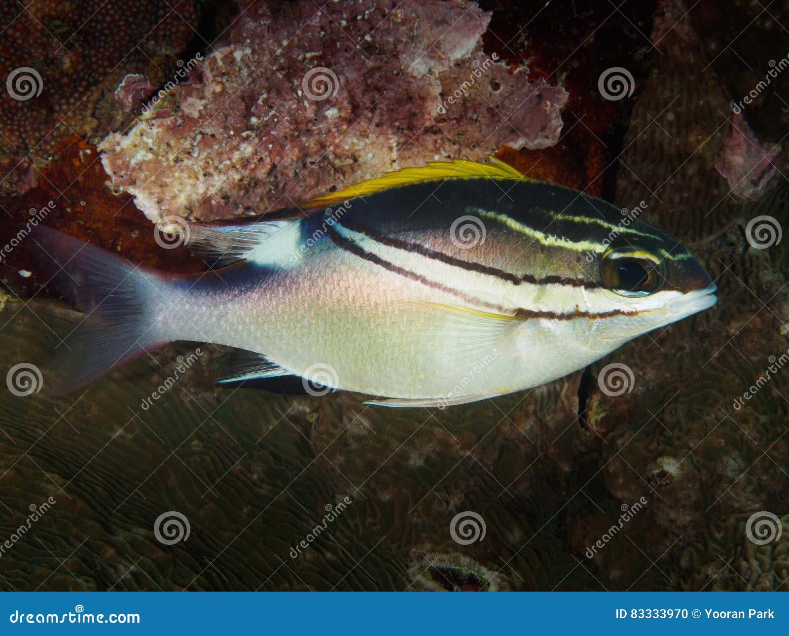 Bridled Monocle Bream stock photo. Image of bridled, longfin - 83333970