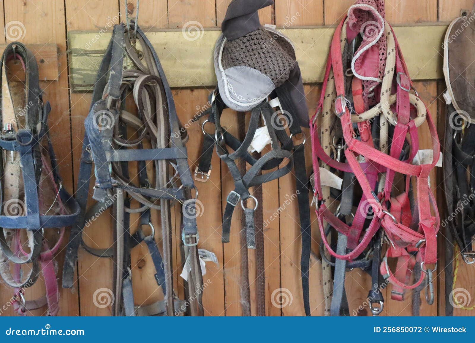 Bridles Cartoons, Illustrations & Vector Stock Images - 43 Pictures to ...