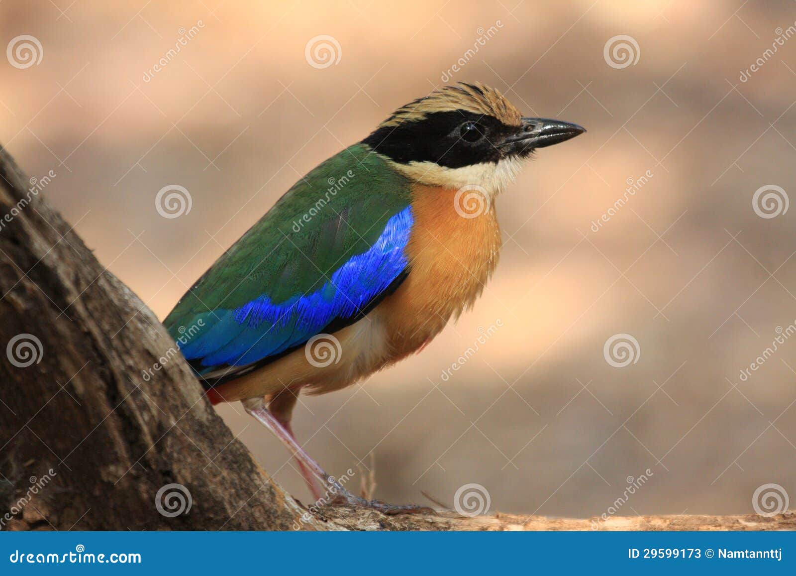 Brids stock image. Image of head, ruined, shape, finch - 29599173
