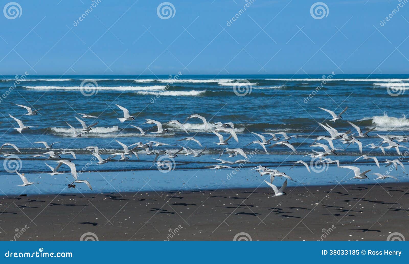 Brids of the Beach stock image. Image of waves, beach - 38033185