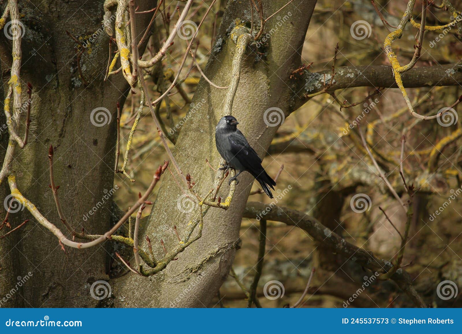 Brids Playing in the Freezing Winter Temperatures Stock Image - Image ...