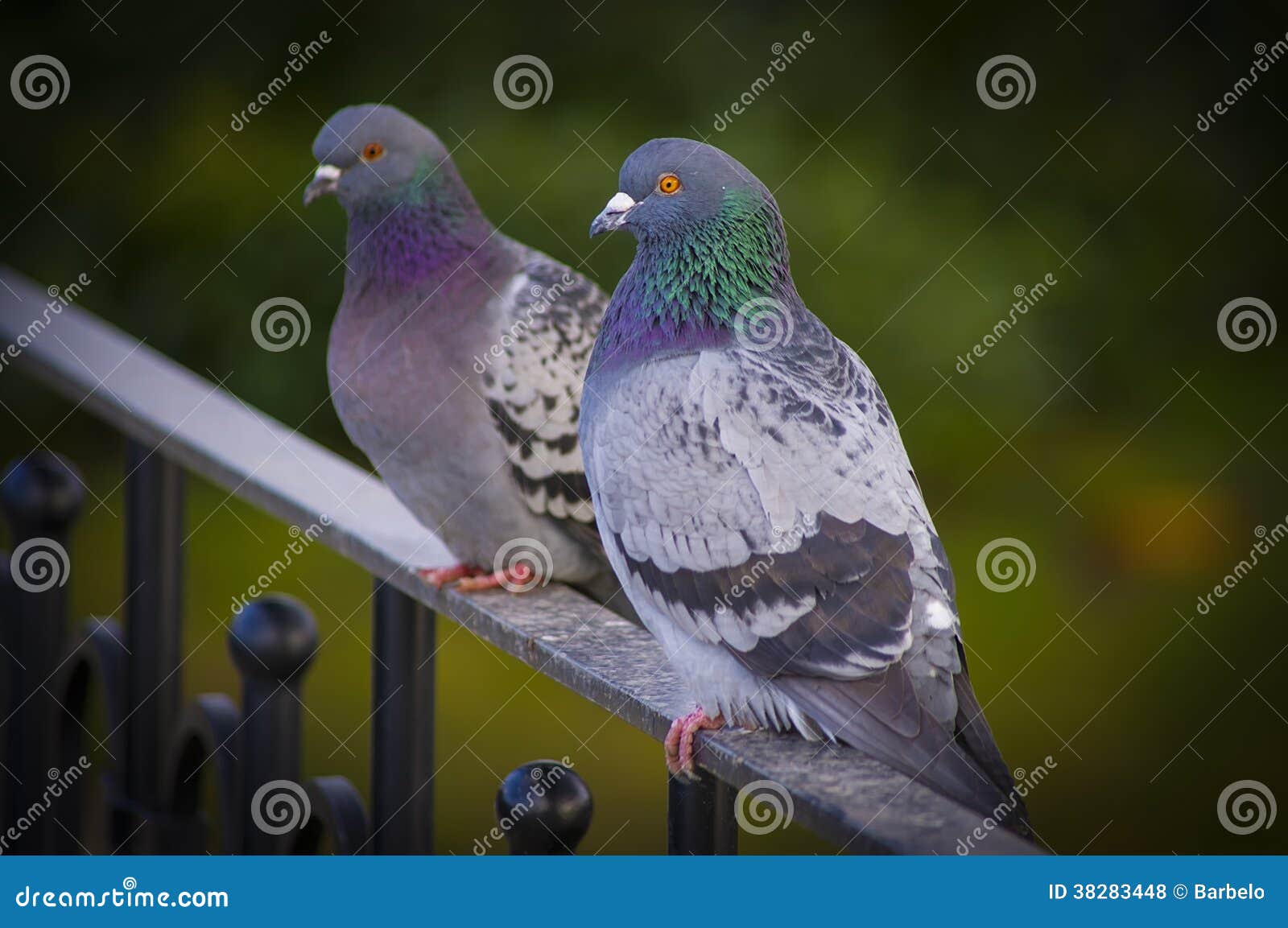 Brieftauben stockfoto. Bild von wildnis, nahaufnahme - 38283448
