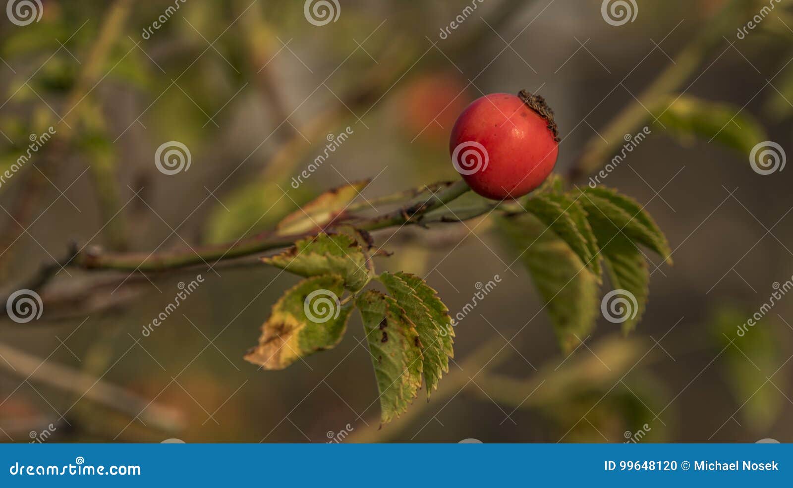 Brier Bush with Red Fruit Ball Stock Photo - Image of healthy, color ...