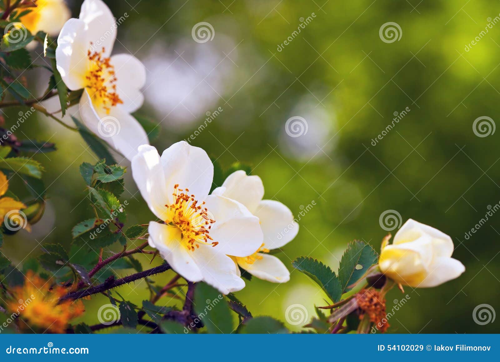 Brier Flowers Against Background Stock Image - Image of close, closeup ...