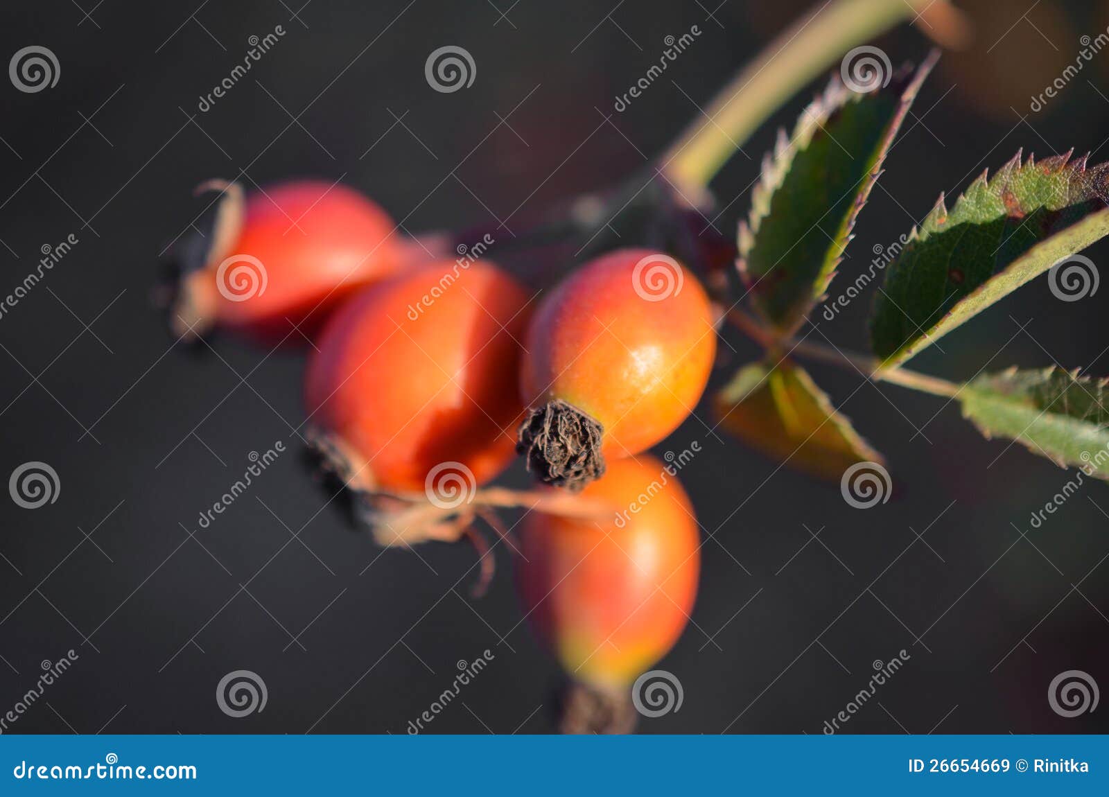 Brier in the forest stock image. Image of autumn, species - 26654669