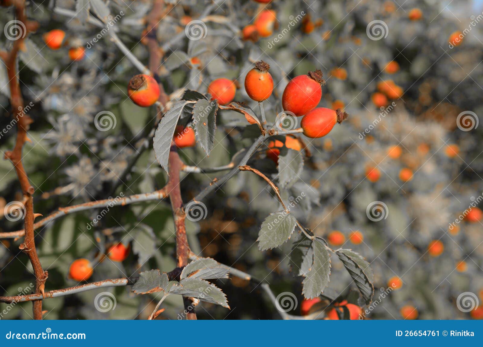 Brier in the forest stock image. Image of closeup, leaf - 26654761