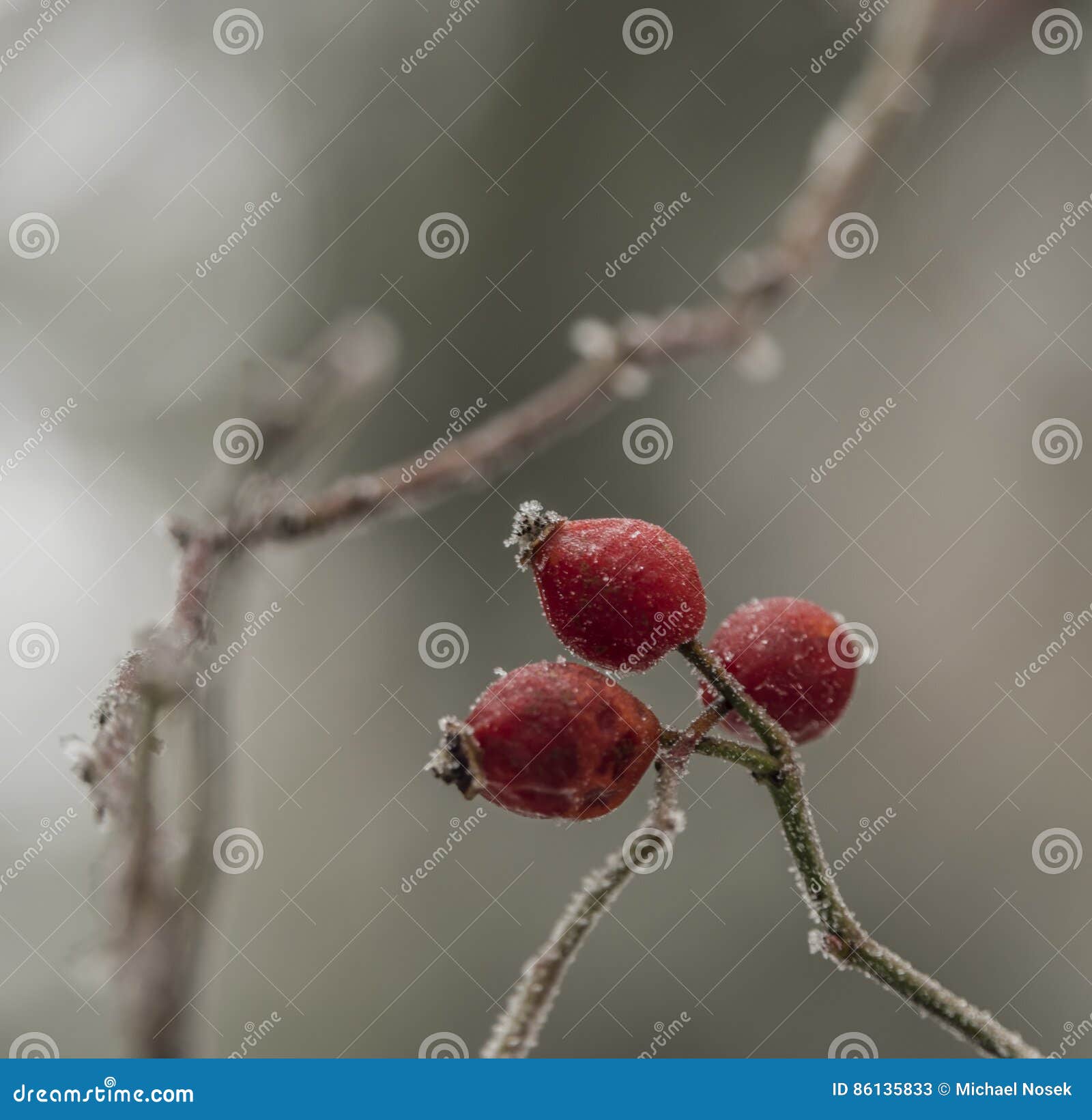 Brier Fruit after Frost in Cold Winter Stock Image - Image of bough ...