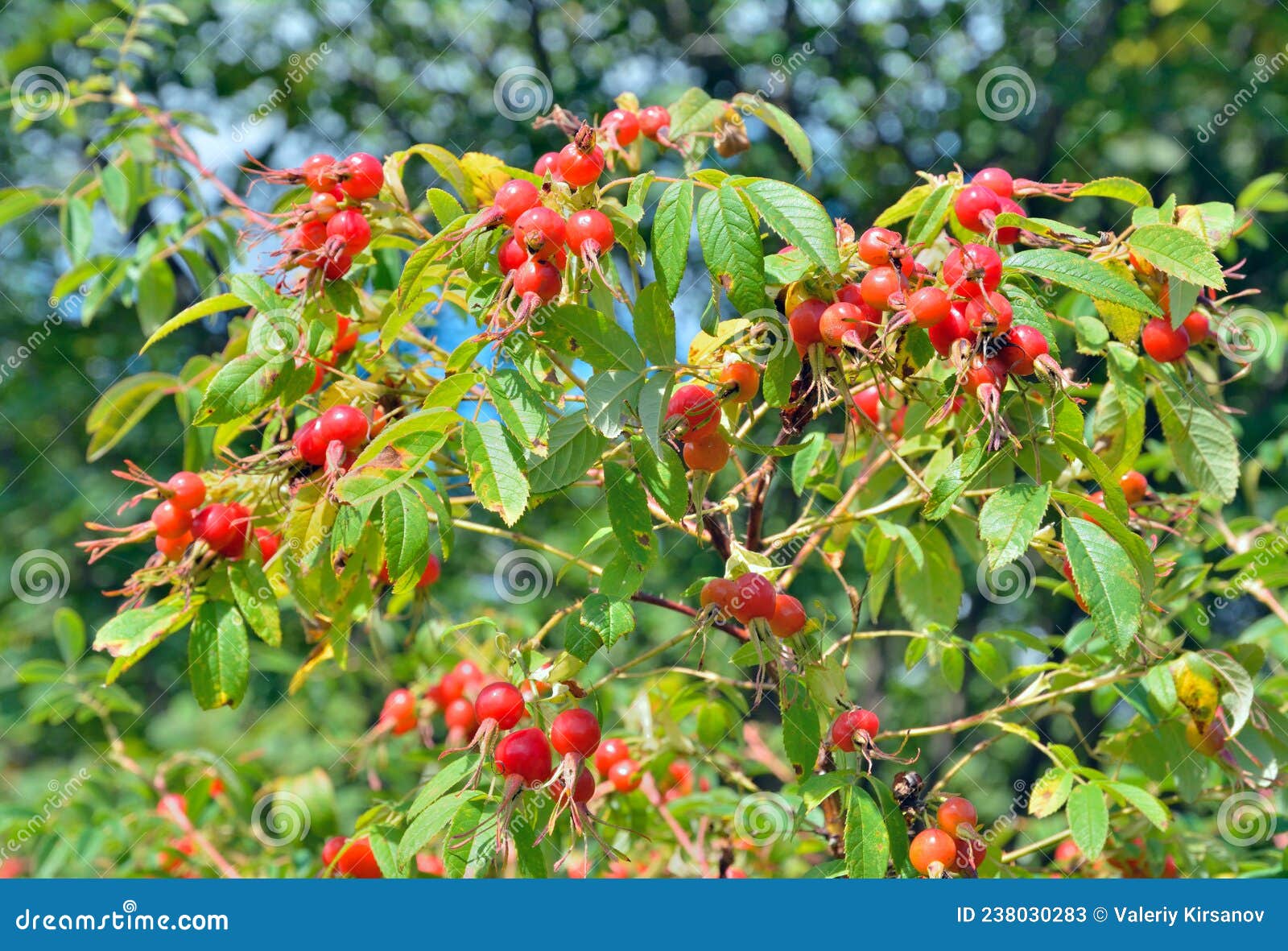 Brier with fruits stock image. Image of medicinal, outdoors - 238030283
