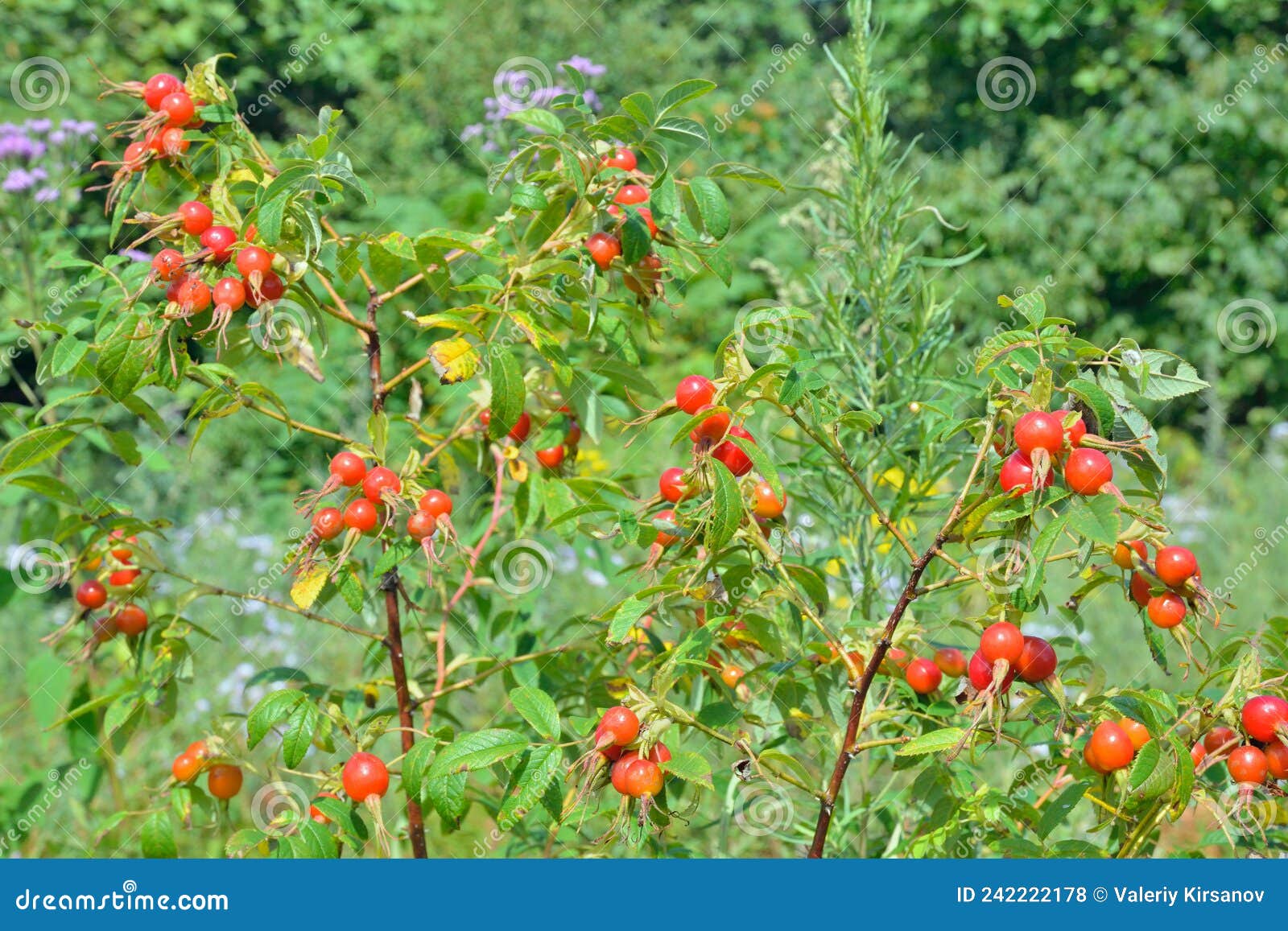 Brier with fruits stock photo. Image of closeup, bush - 242222178