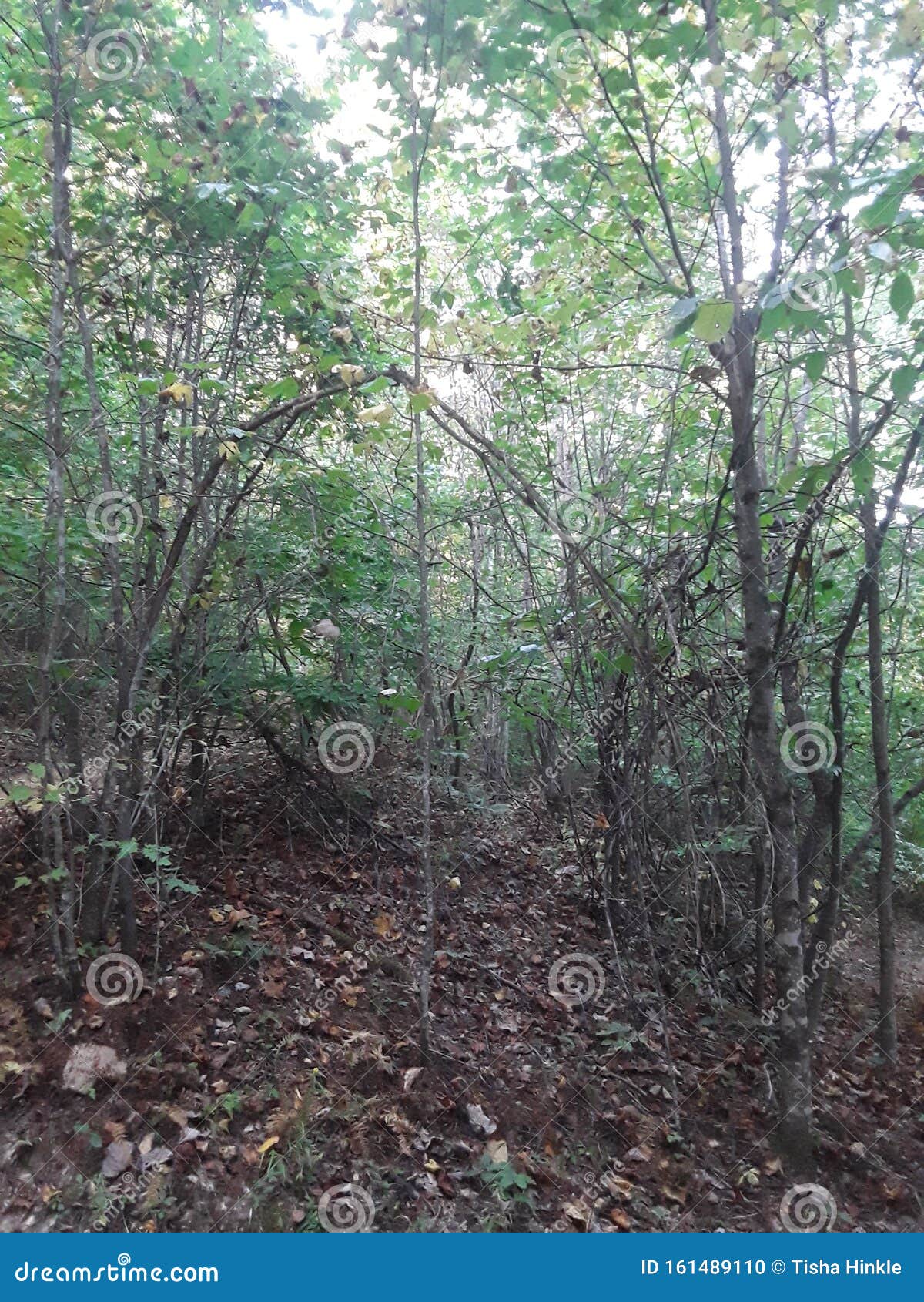 Brier patch stock photo. Image of brier, patch, walk - 161489110