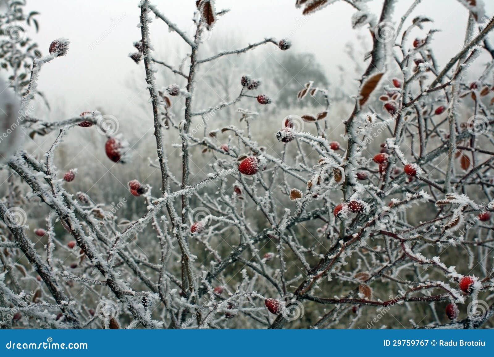 Brier stock image. Image of healthy, snow, branch, eglantine - 29759767