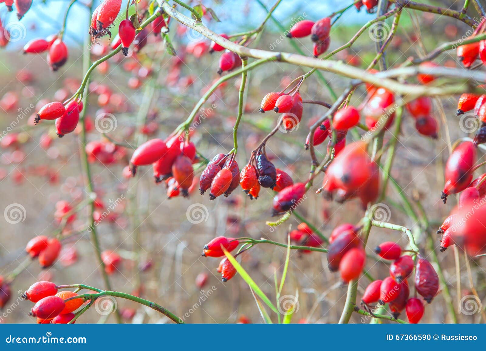 Brier red berries stock photo. Image of branches, bush - 67366590