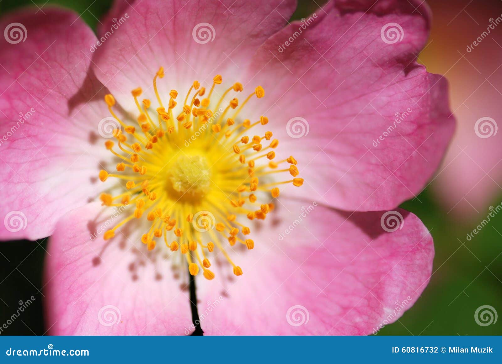 Brier Rose stock photo. Image of romance, macro, detail - 60816732
