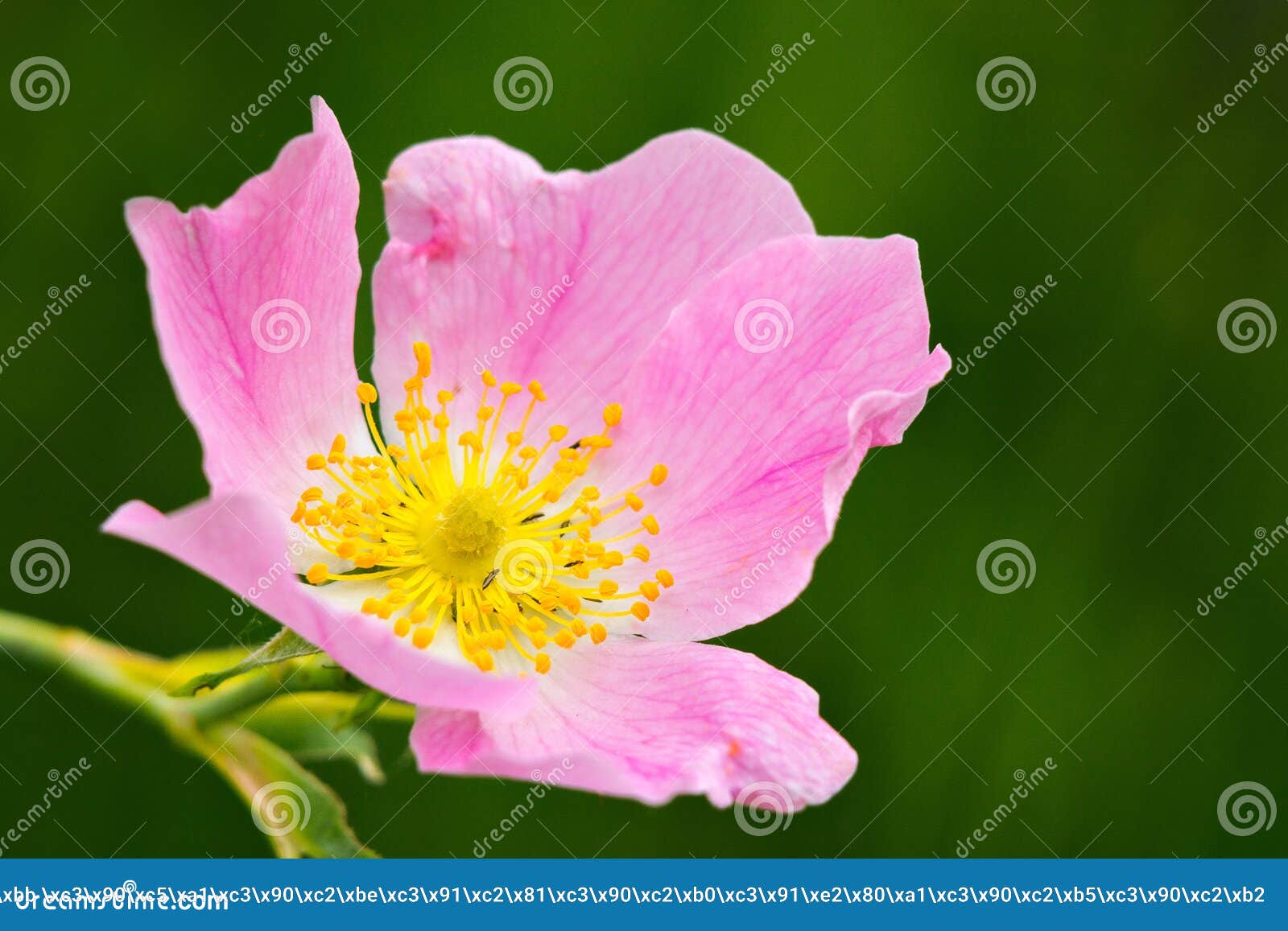 Brier stock image. Image of green, mood, wealth, wild - 52225167