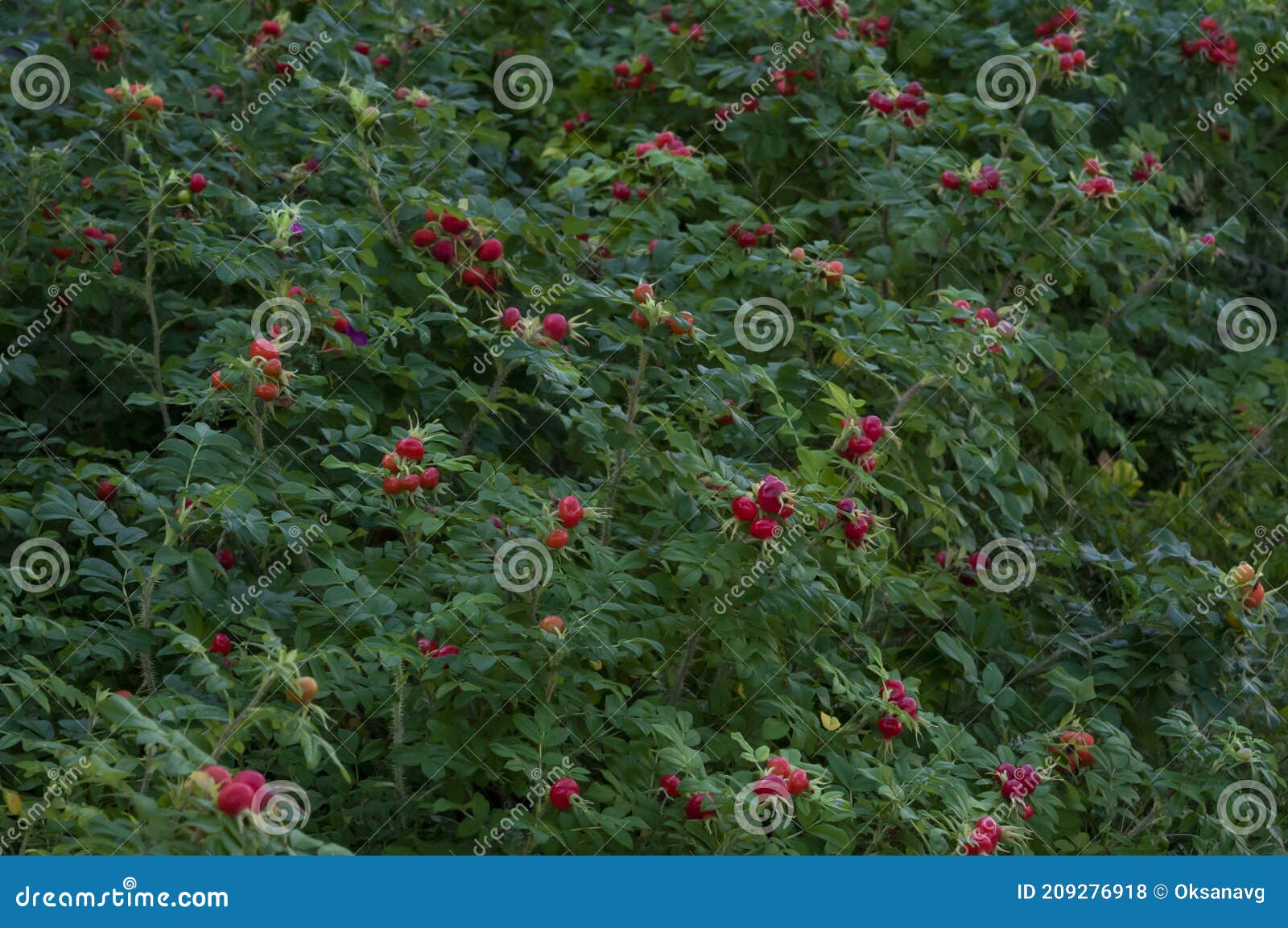 Brier wall in the shadow stock photo. Image of twig - 209276918