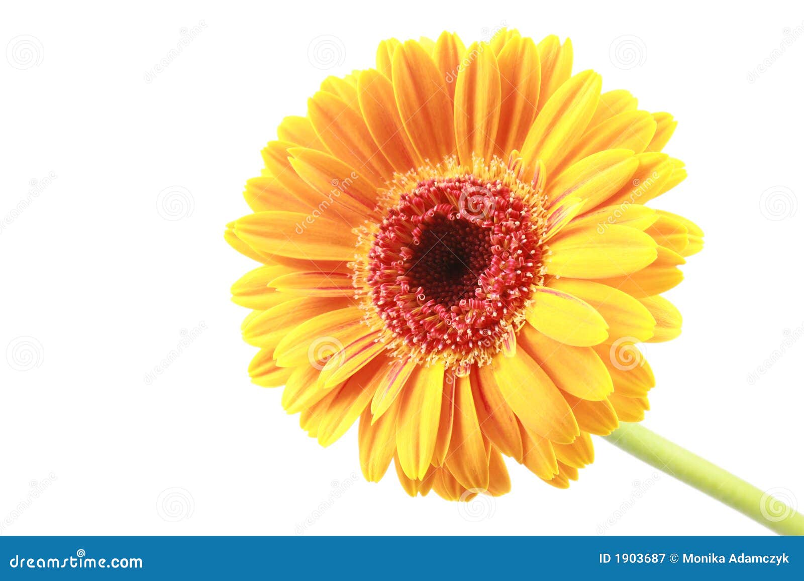 Bright stock image. Image of lovely, nature, pretty, beauty - 1903687